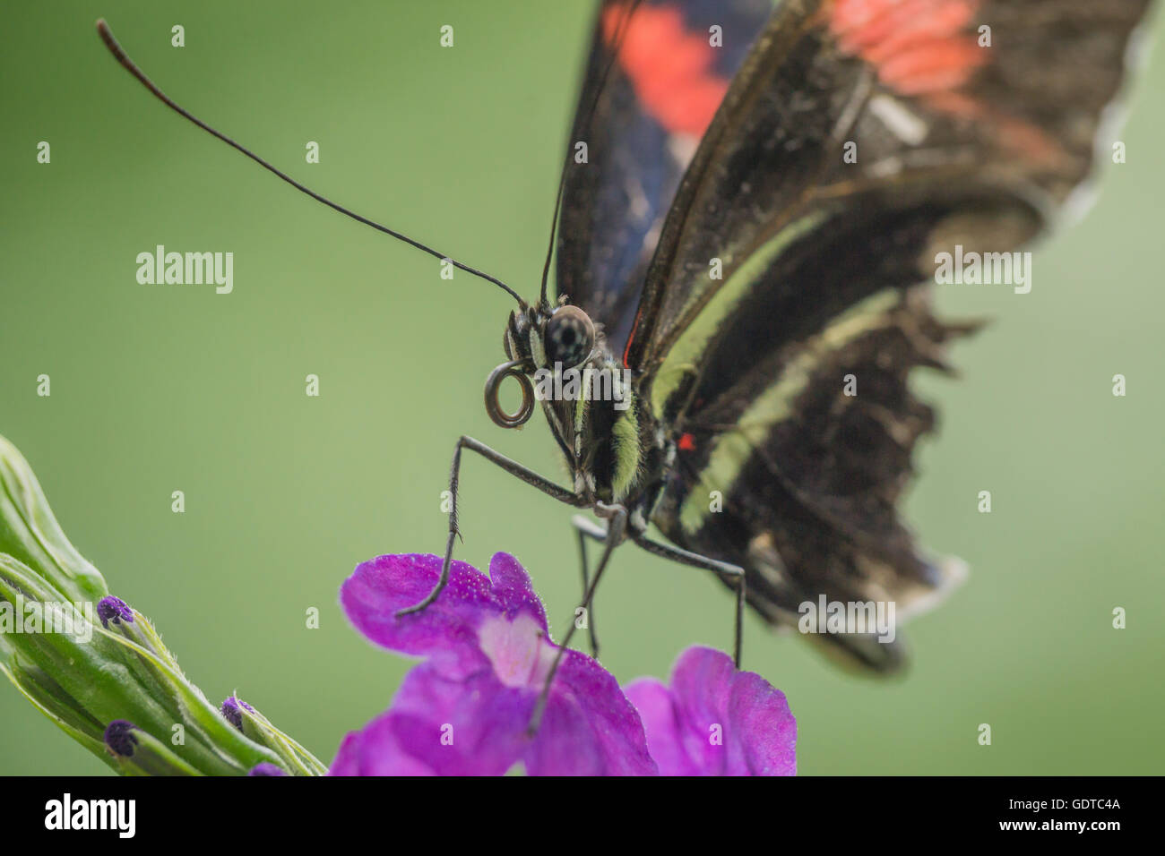 A butterfly shows its proboscis before feeding Stock Photo - Alamy