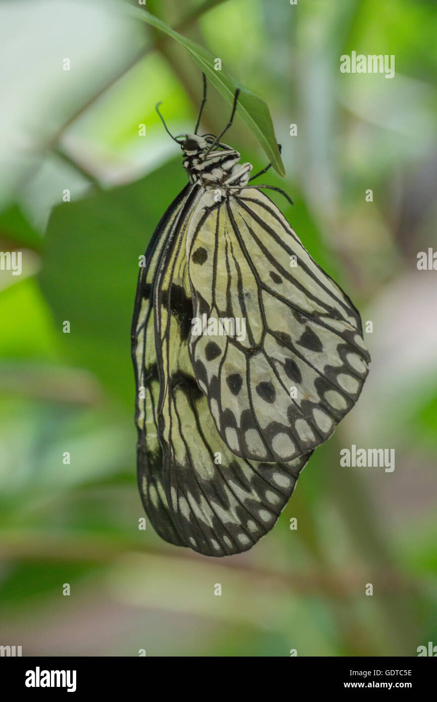 Rice paper butterfly hi-res stock photography and images - Alamy