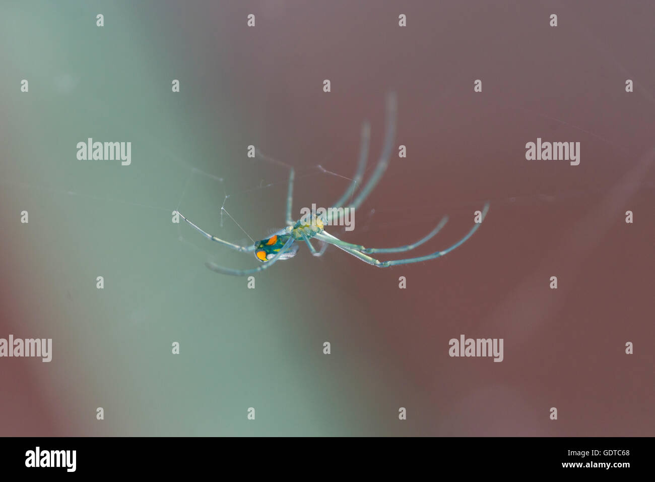 A colorful spider on its web Stock Photo - Alamy