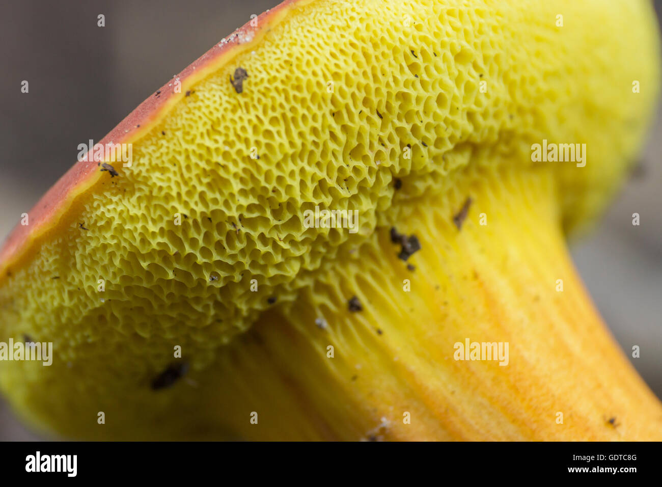 Fungus spores hi-res stock photography and images - Alamy
