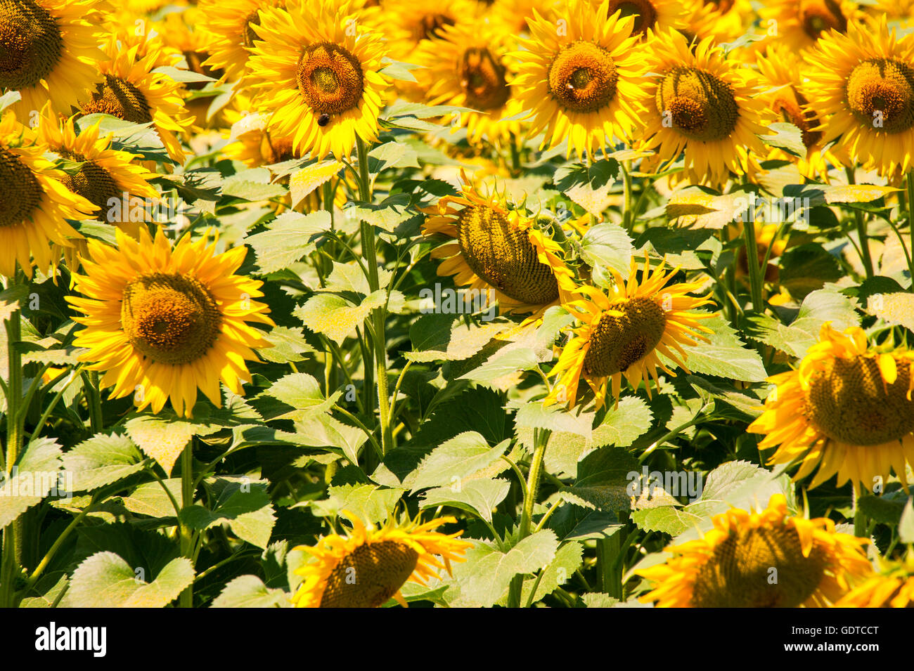 Tuscany flower fields hi-res stock photography and images - Alamy
