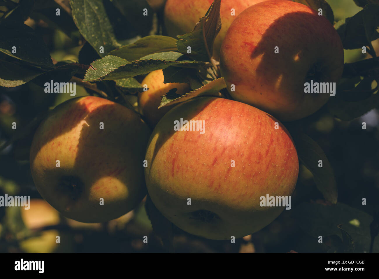 Tree in evening light hi-res stock photography and images - Alamy