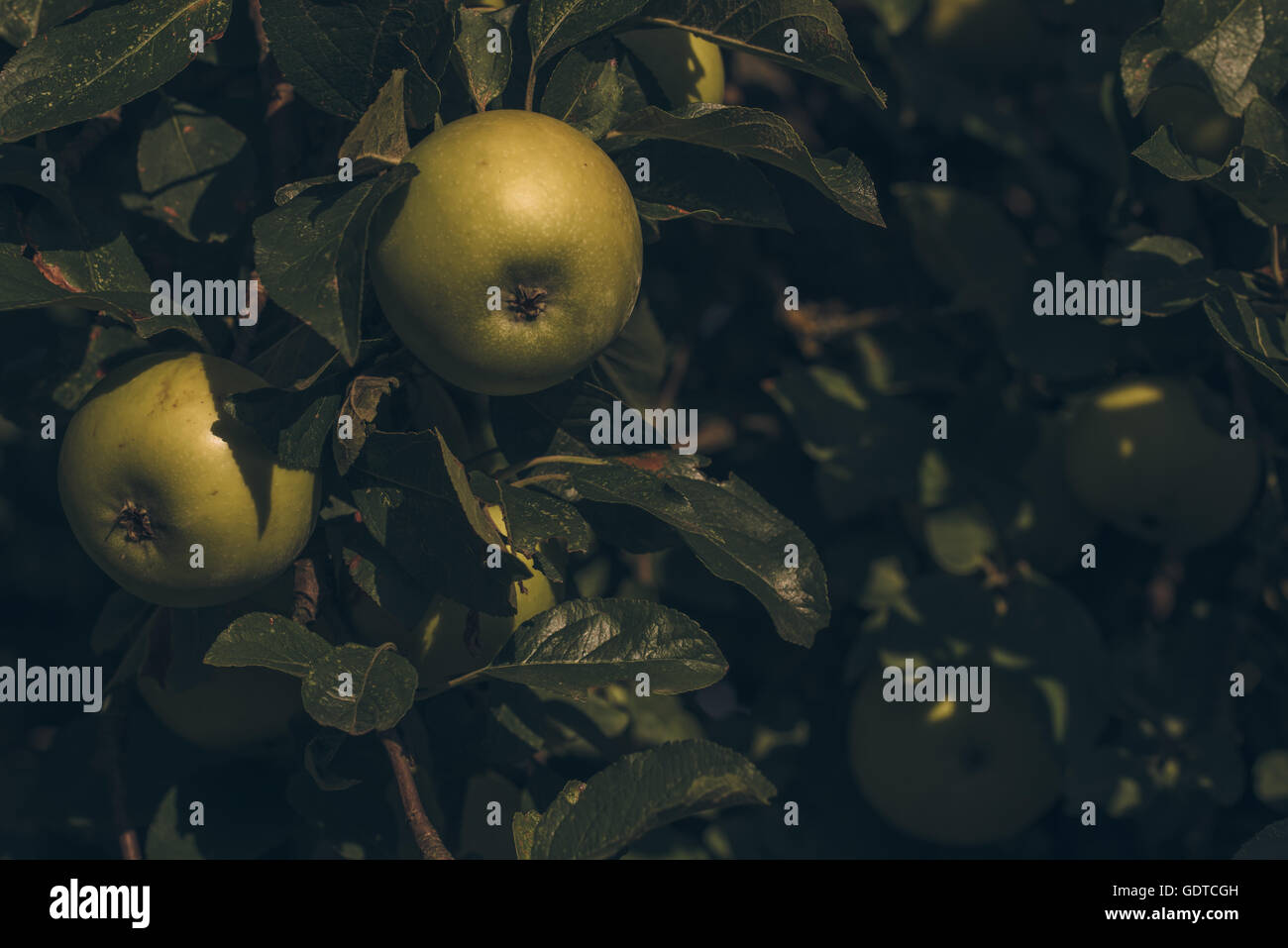 Light natural hi-res stock photography and images - Alamy