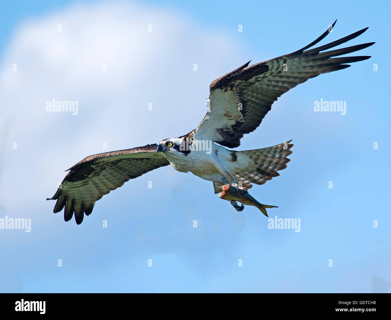 Osprey in flight with fish hi-res stock photography and images - Alamy