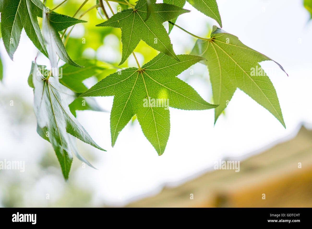 Sway back hi-res stock photography and images - Alamy