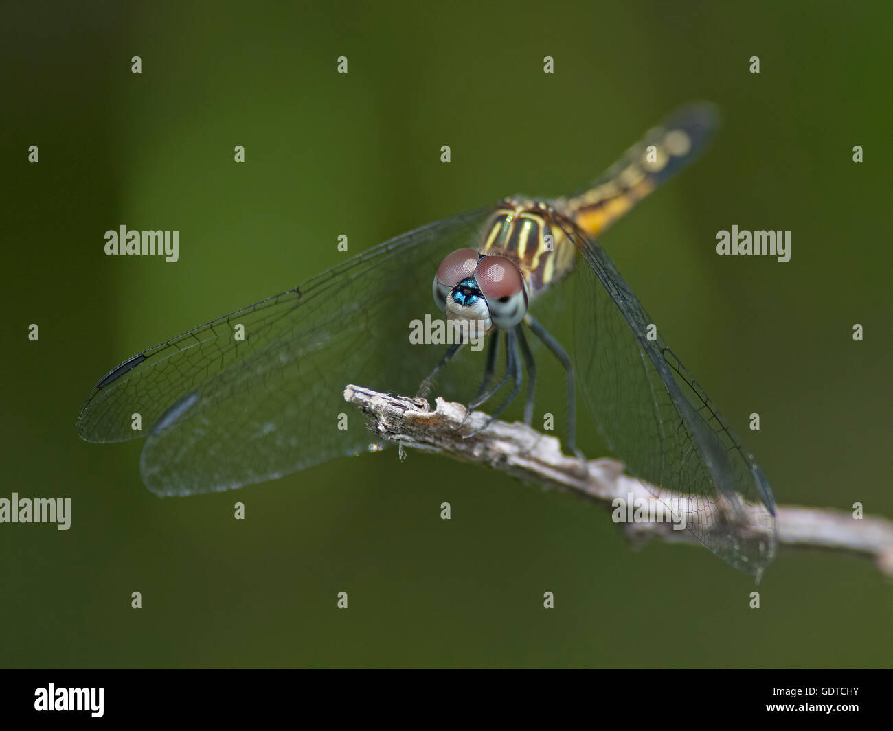 Blue Dasher Dragonfly Female Stock Photo - Alamy