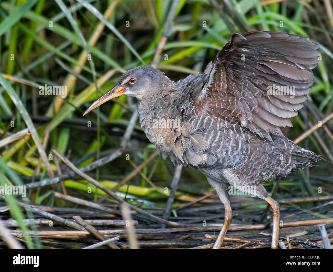 Clapper rail hi-res stock photography and images - Alamy