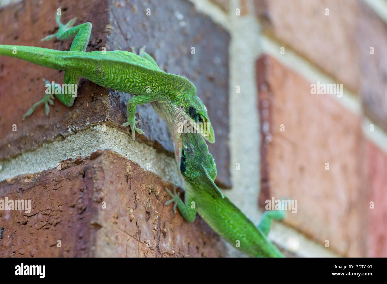 Anolis lizard hi-res stock photography and images - Alamy