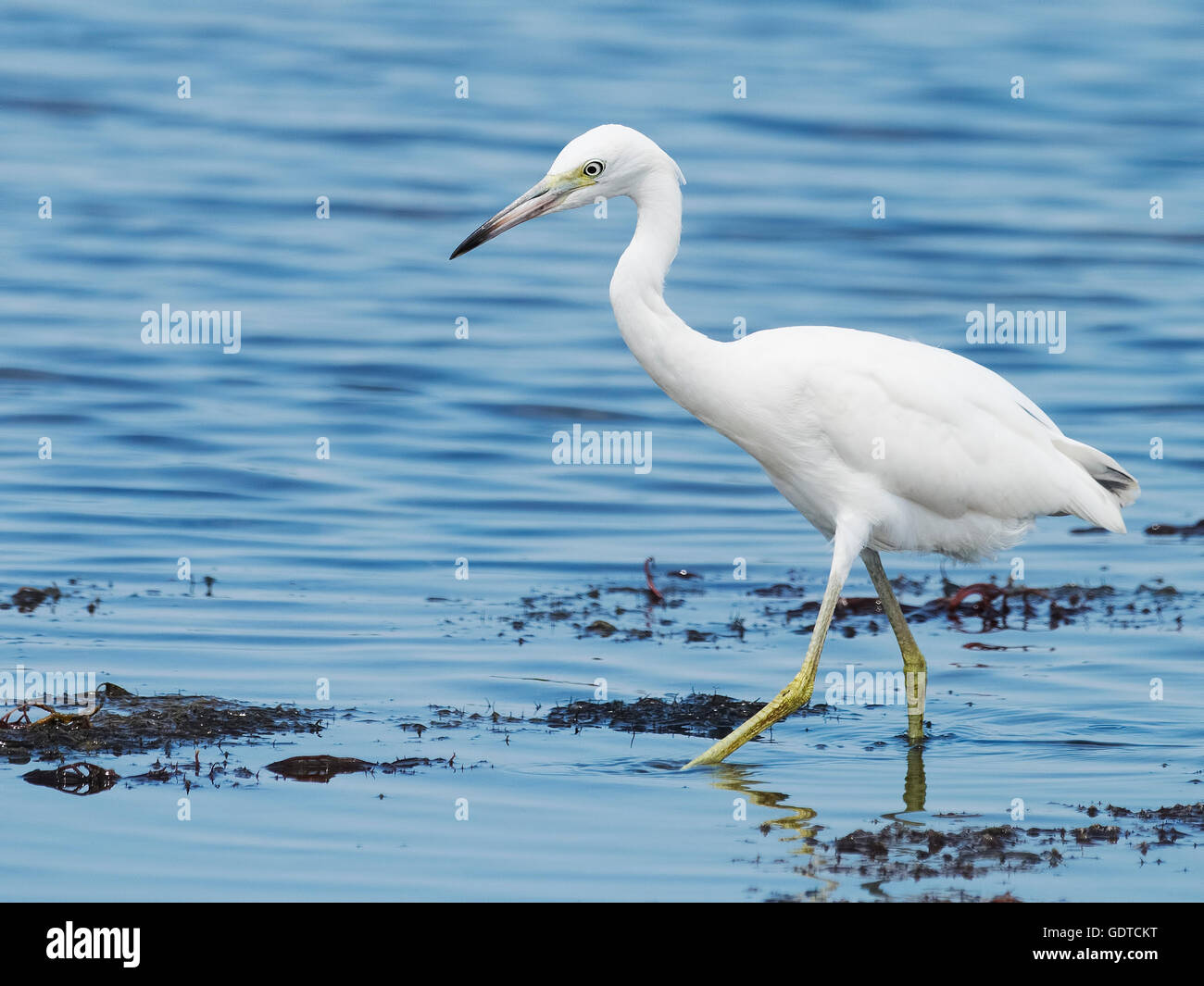 Juvenile Little Blue Heron Stock Photo - Alamy