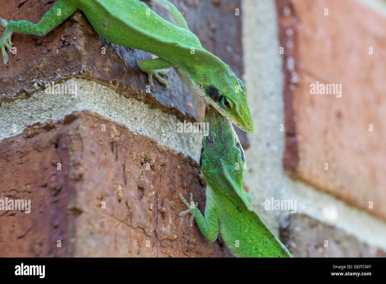 Sexing Green Anoles