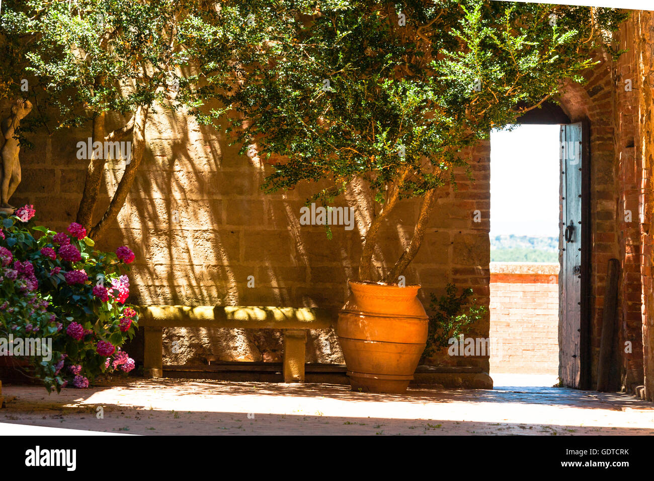 Olive tree in courtyard hi-res stock photography and images - Alamy