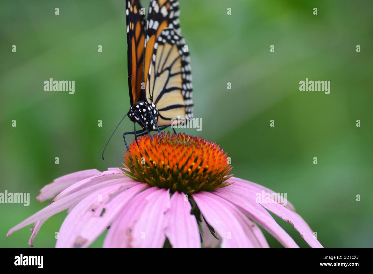 Monarch butterfly on a coneflower Stock Photo - Alamy