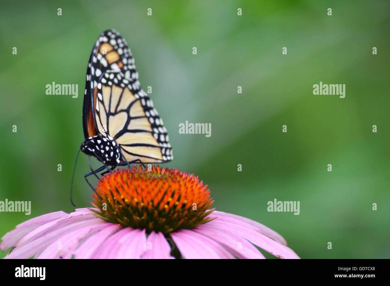 Monarch butterfly on a coneflower Stock Photo - Alamy
