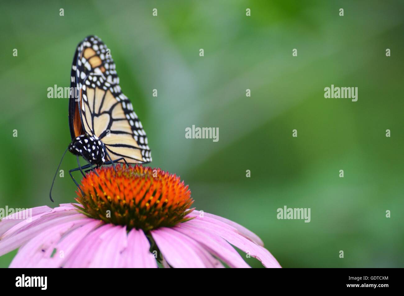 Monarch butterfly on a coneflower Stock Photo - Alamy