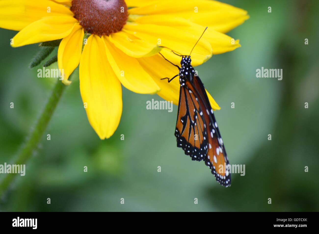 Monarch butterfly on a coneflower Stock Photo - Alamy
