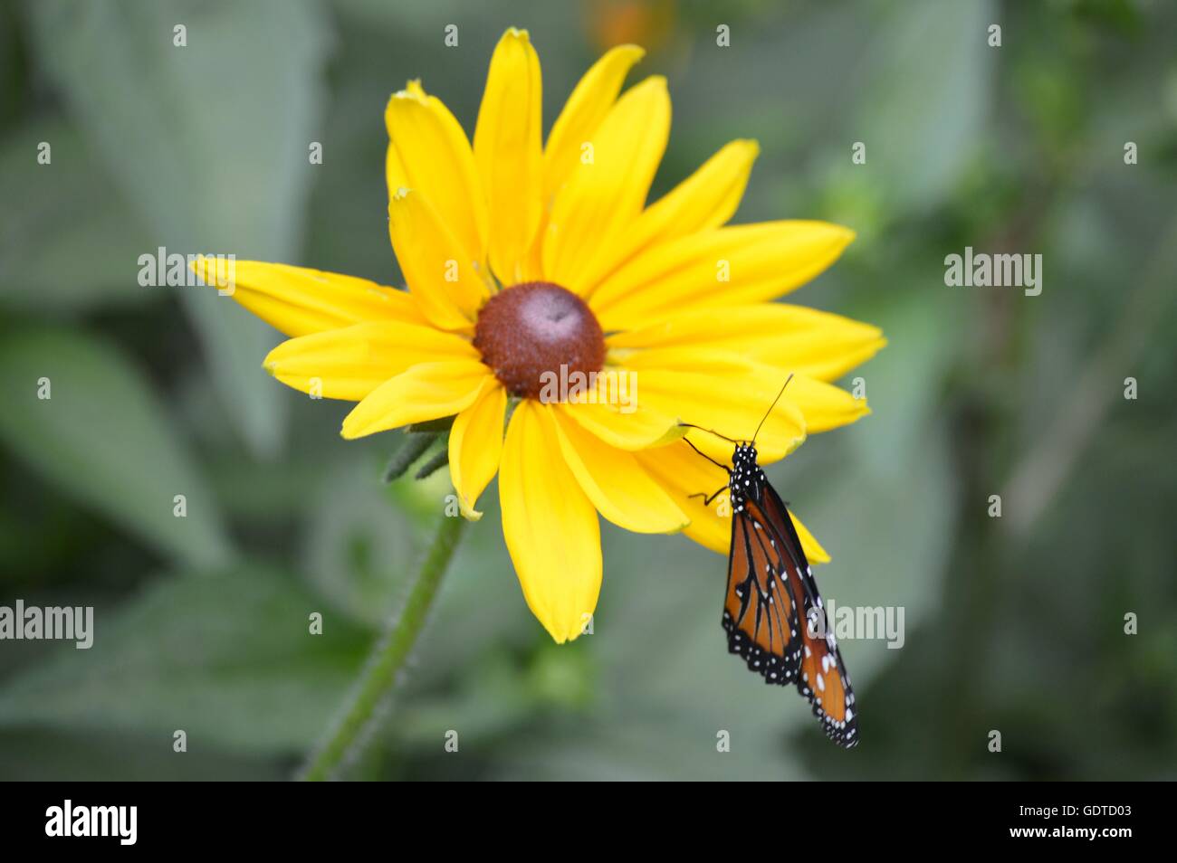 Monarch butterfly on a coneflower Stock Photo - Alamy