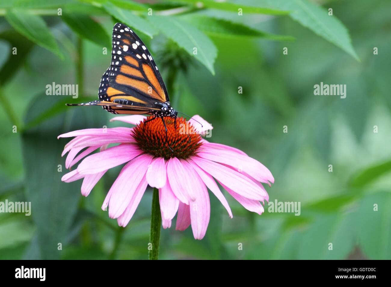 Monarch butterfly on a coneflower Stock Photo - Alamy