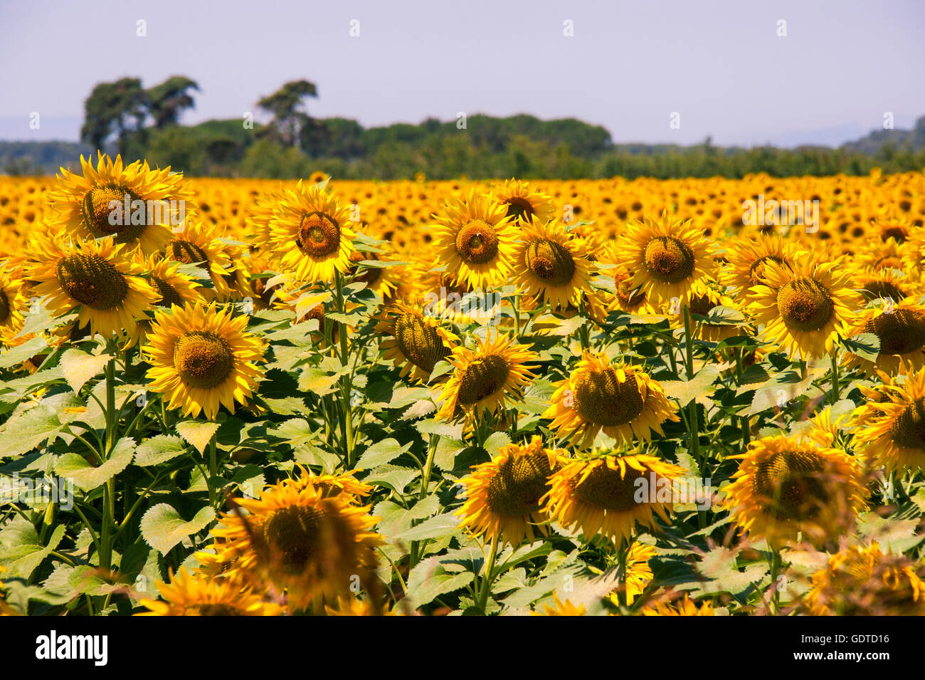 Tuscany Flower Fields High Resolution Stock Photography and Images - Alamy