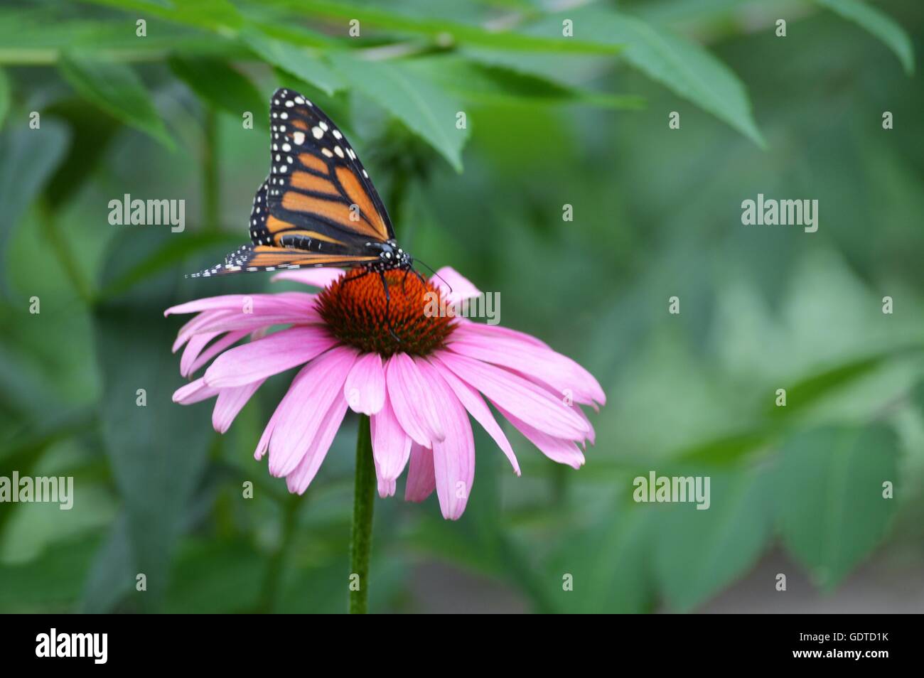 Monarch butterfly on a coneflower Stock Photo - Alamy