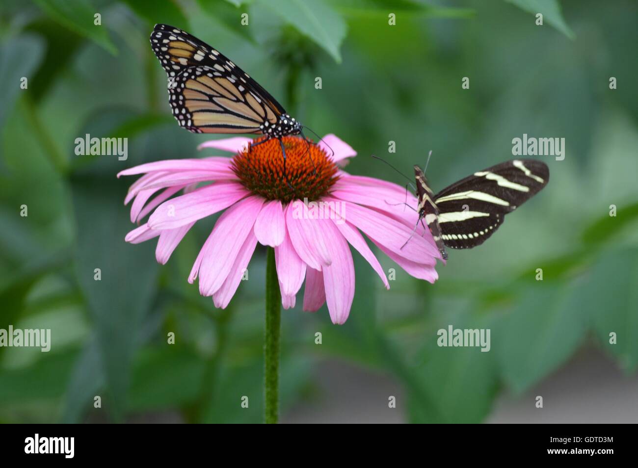 Monarch butterfly on a coneflower Stock Photo - Alamy