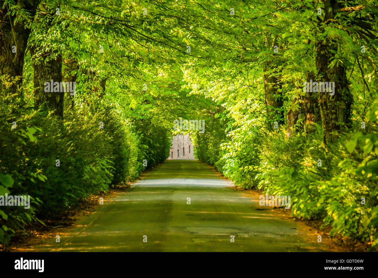 Tree covered shady way and green alley with close trees hi-res stock ...