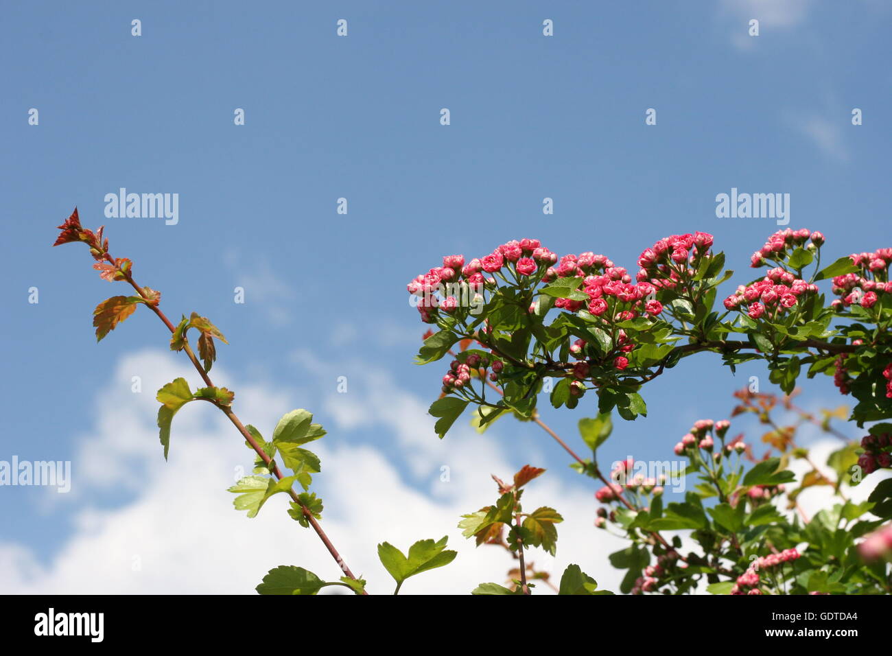 Hawthorn tree garden hi-res stock photography and images - Alamy