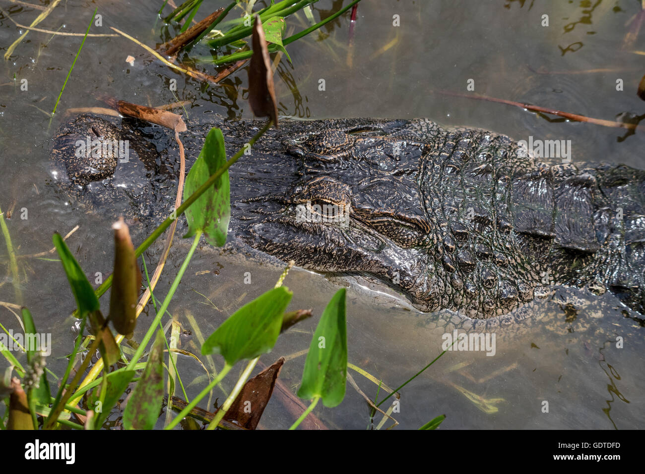Alligator in lurking in marsh Stock Photo - Alamy