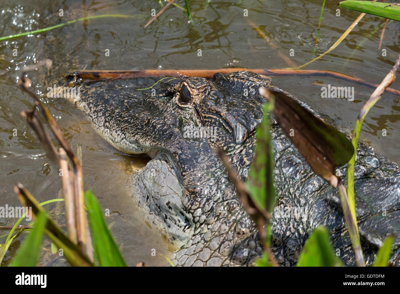 Alligator watching hi-res stock photography and images - Alamy