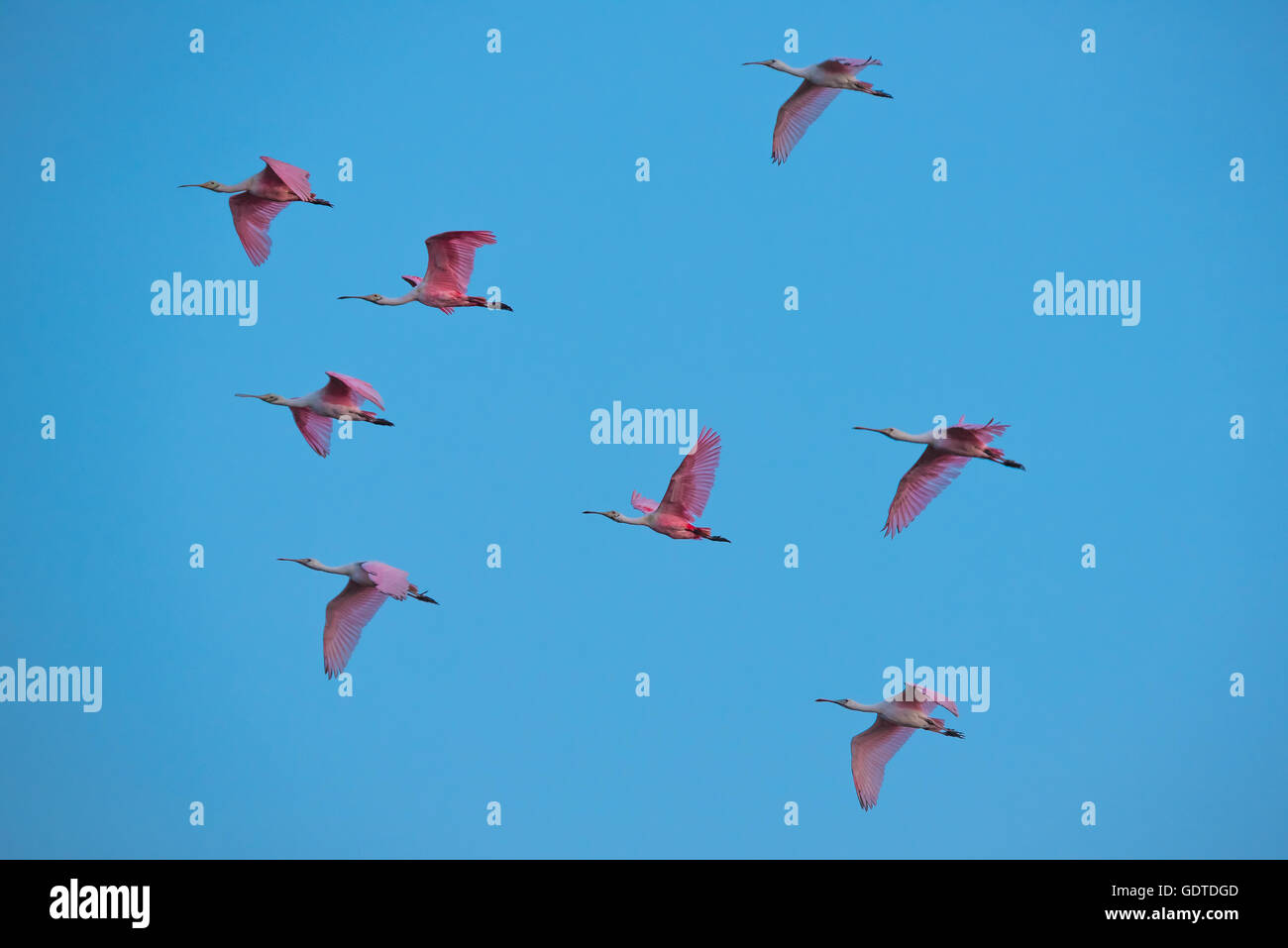 Flat billed bird hi-res stock photography and images - Alamy