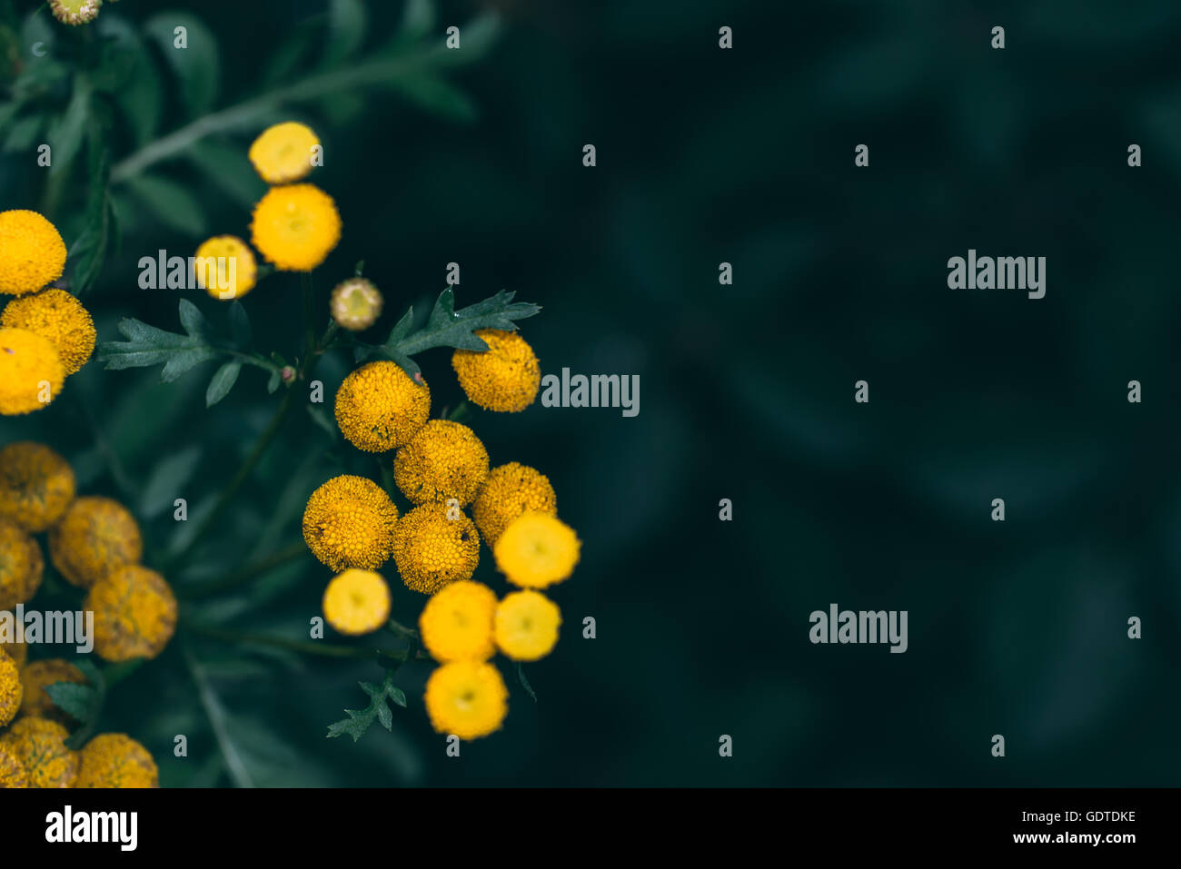 Dark field hi-res stock photography and images - Alamy