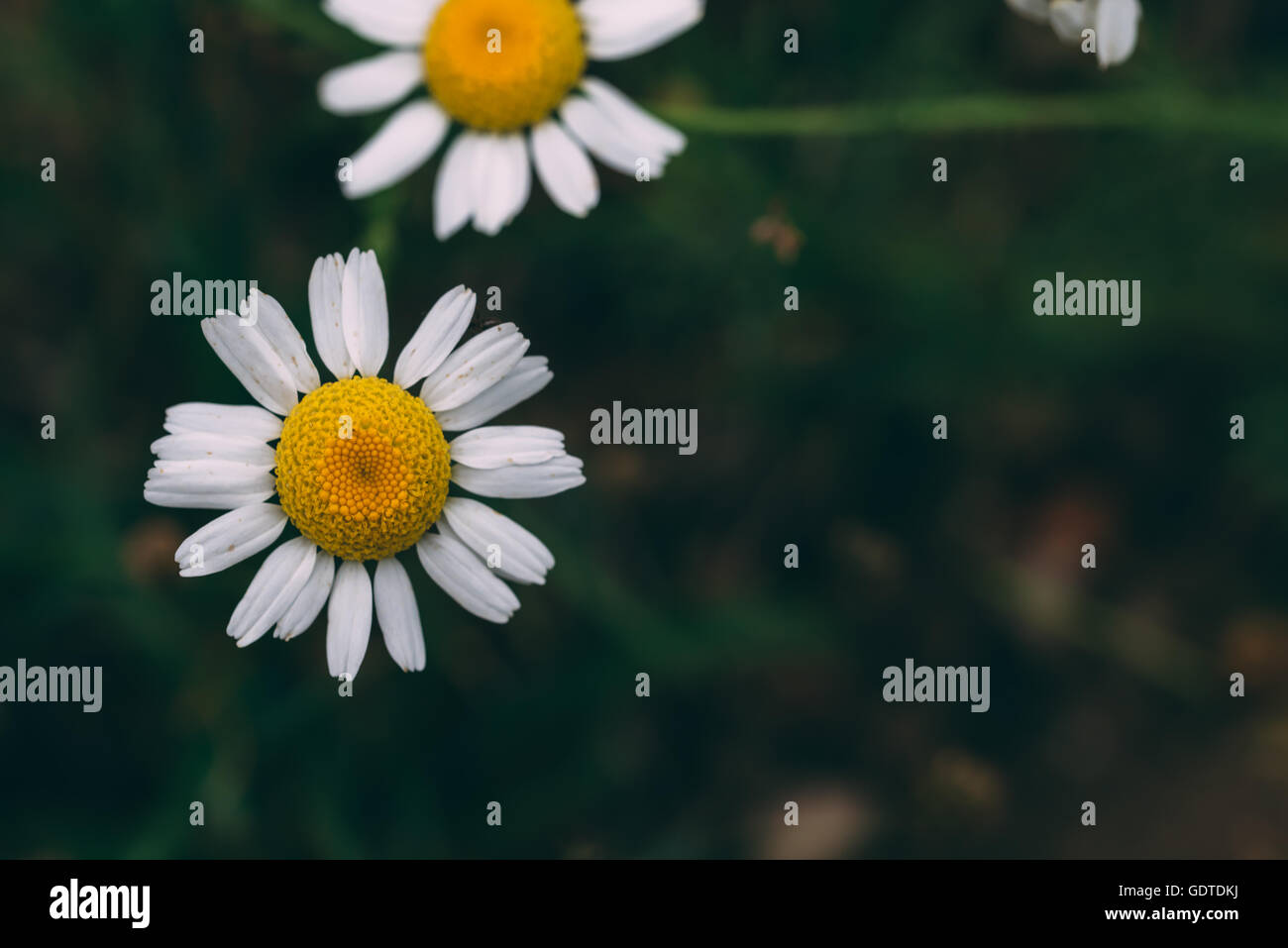 Dark field hi-res stock photography and images - Alamy