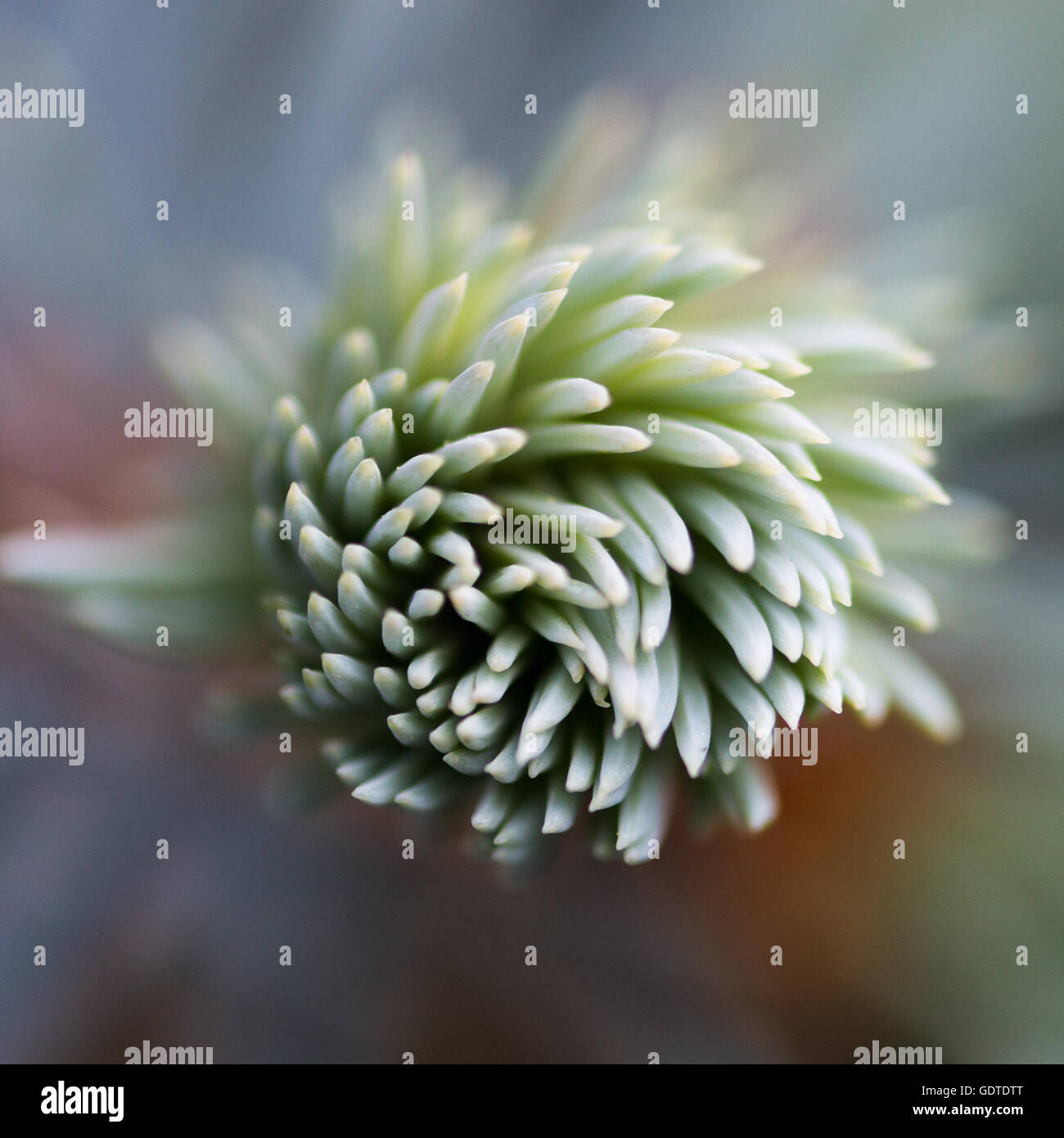 Bud spruce hi-res stock photography and images - Alamy