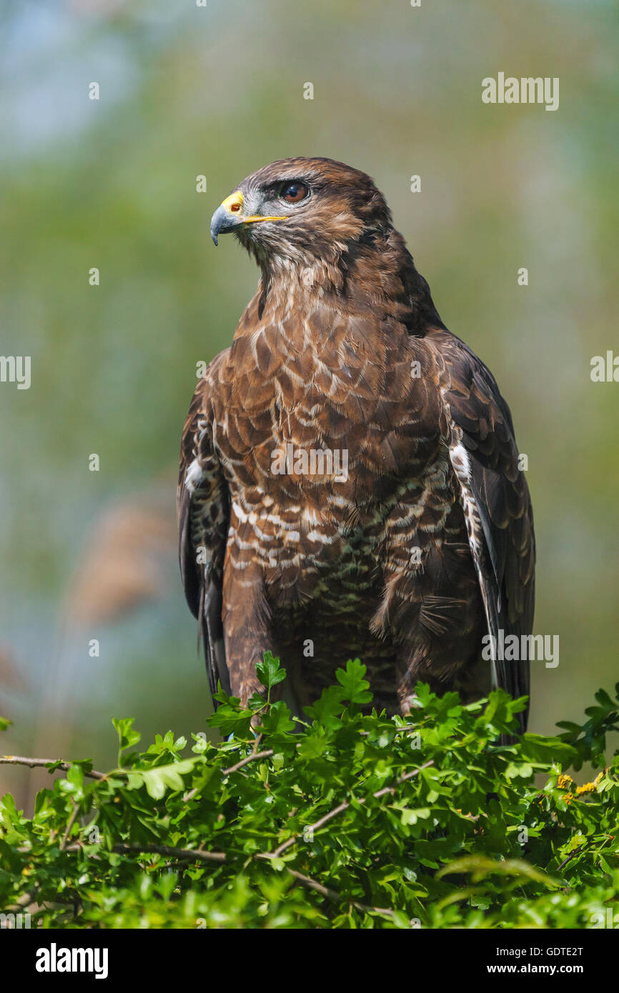 Magnificent buzzard in a tree Stock Photo - Alamy
