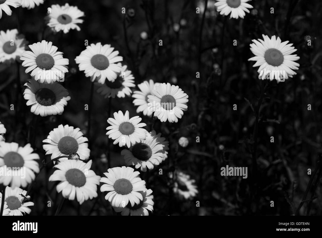 A patch of daisies Stock Photo - Alamy