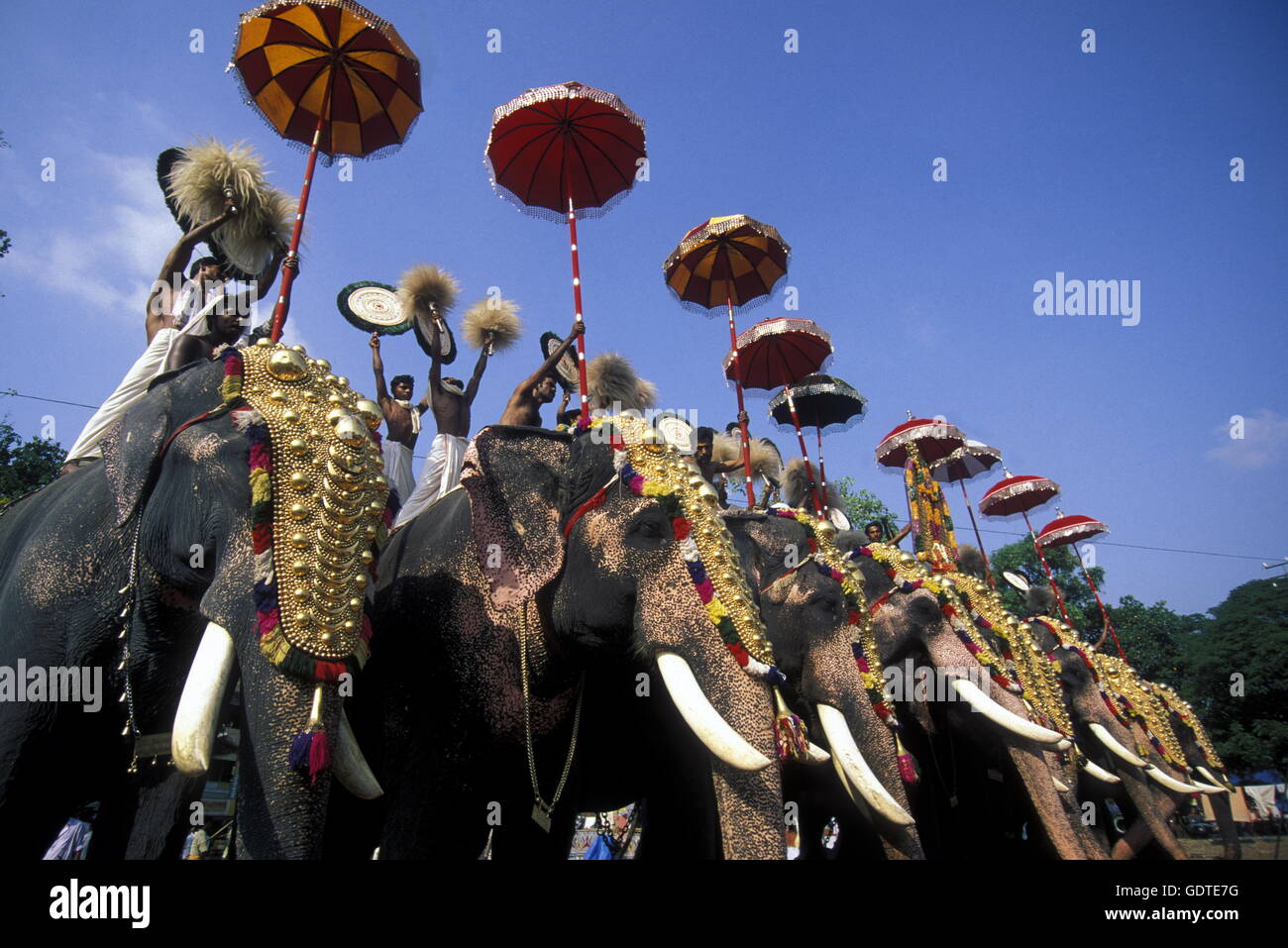 the Elephants at the Pooram Festival in Thrissur in the province of ...