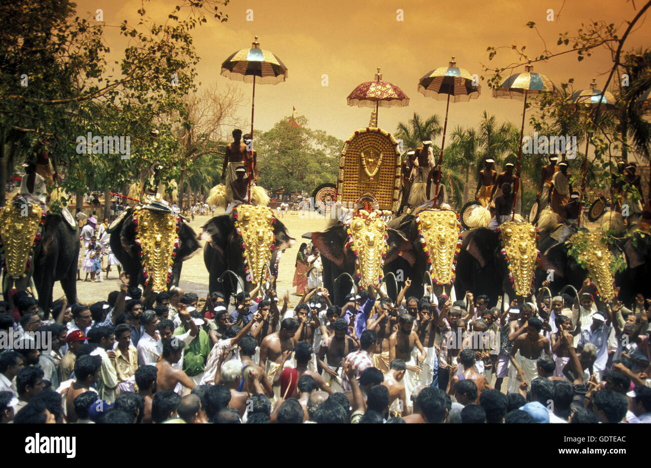 the Elephants at the Pooram Festival in Thrissur in the province of ...