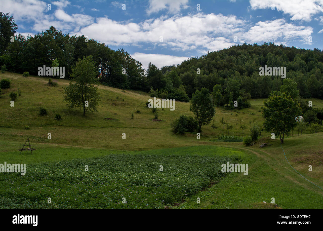 Green pine trees on hill hi-res stock photography and images - Alamy