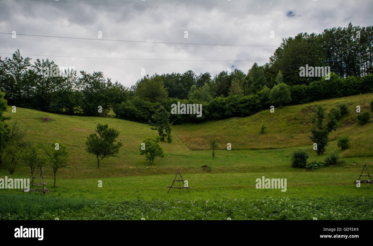 Trees on hill Stock Photo - Alamy