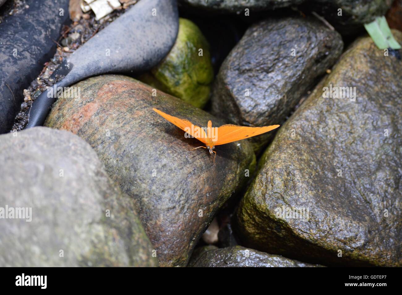 Butterfly on a rock Stock Photo - Alamy