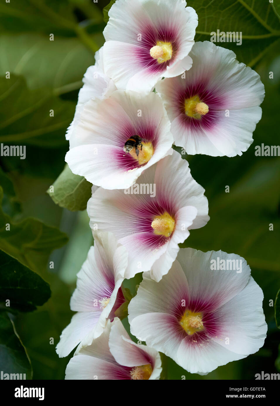Holly hock hi-res stock photography and images - Alamy