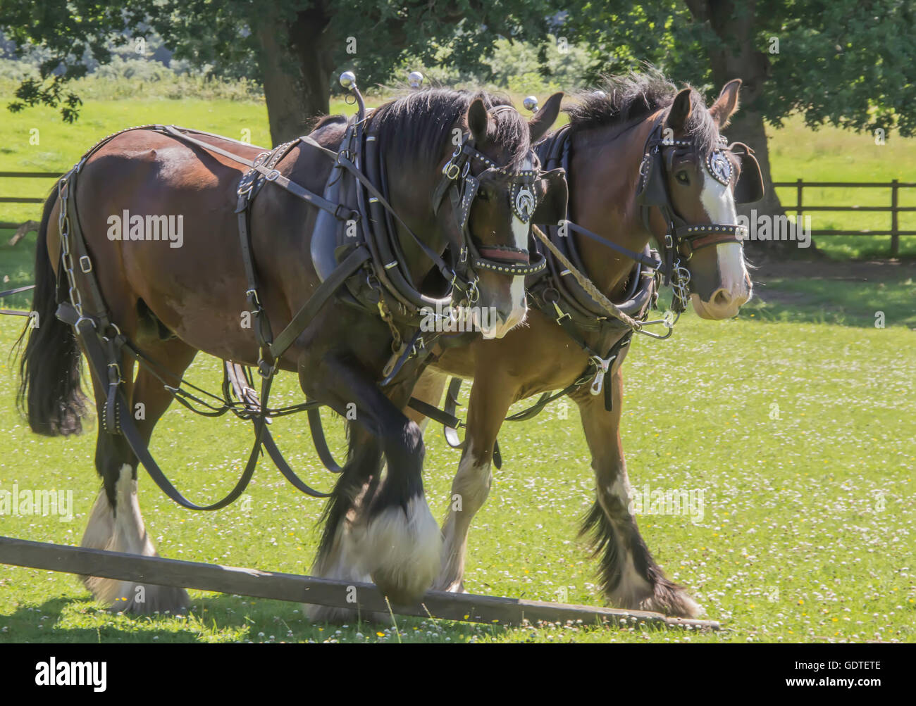 A pair of working horses moving in to position before harnessing up ...