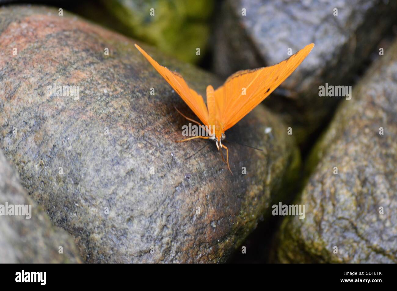Wet butterfly hi-res stock photography and images - Alamy