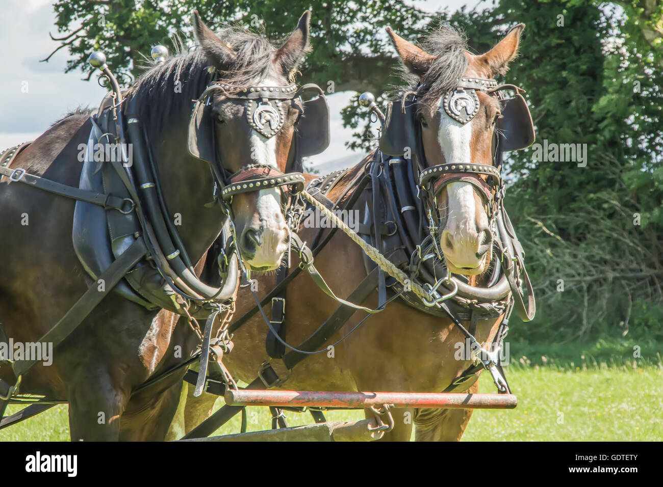 Pair of heavy horses hi-res stock photography and images - Alamy