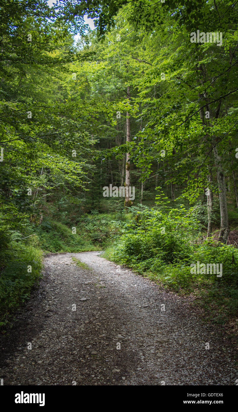 Beautiful forest path Stock Photo - Alamy