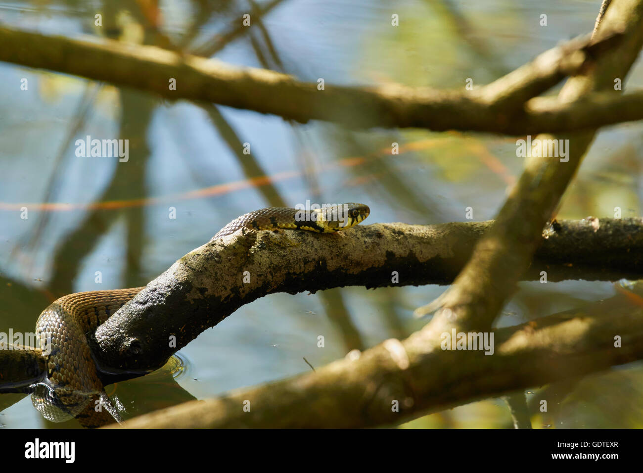 Sun Bathing Grass snake Stock Photo - Alamy
