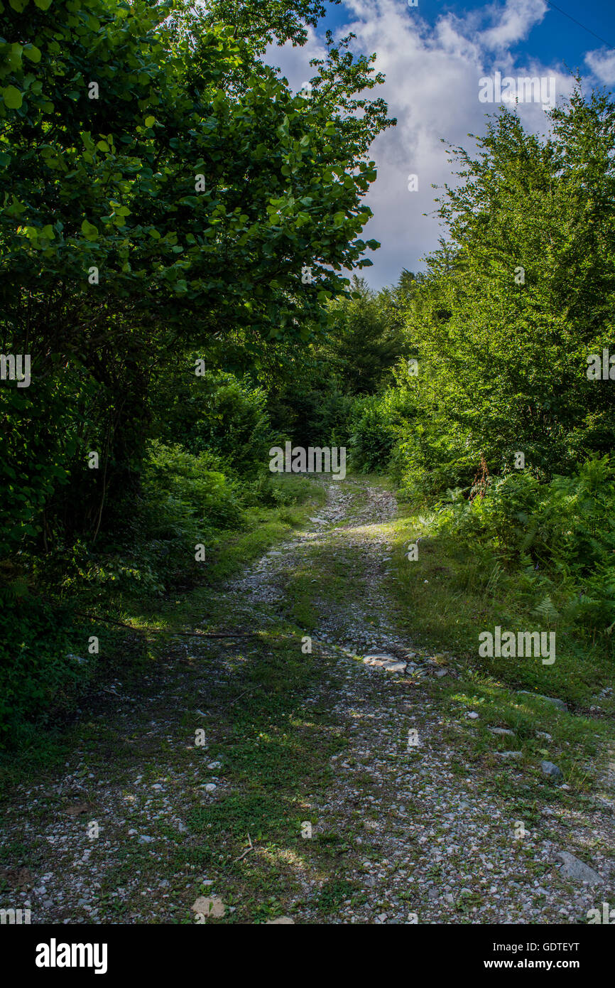 Beautiful forest path Stock Photo - Alamy