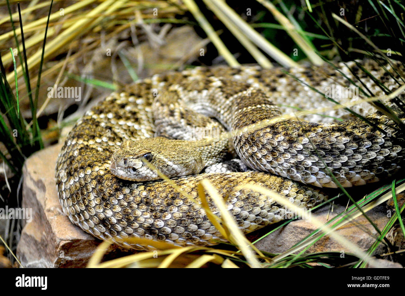 Deadly Nature. Snake in the grass Stock Photo - Alamy