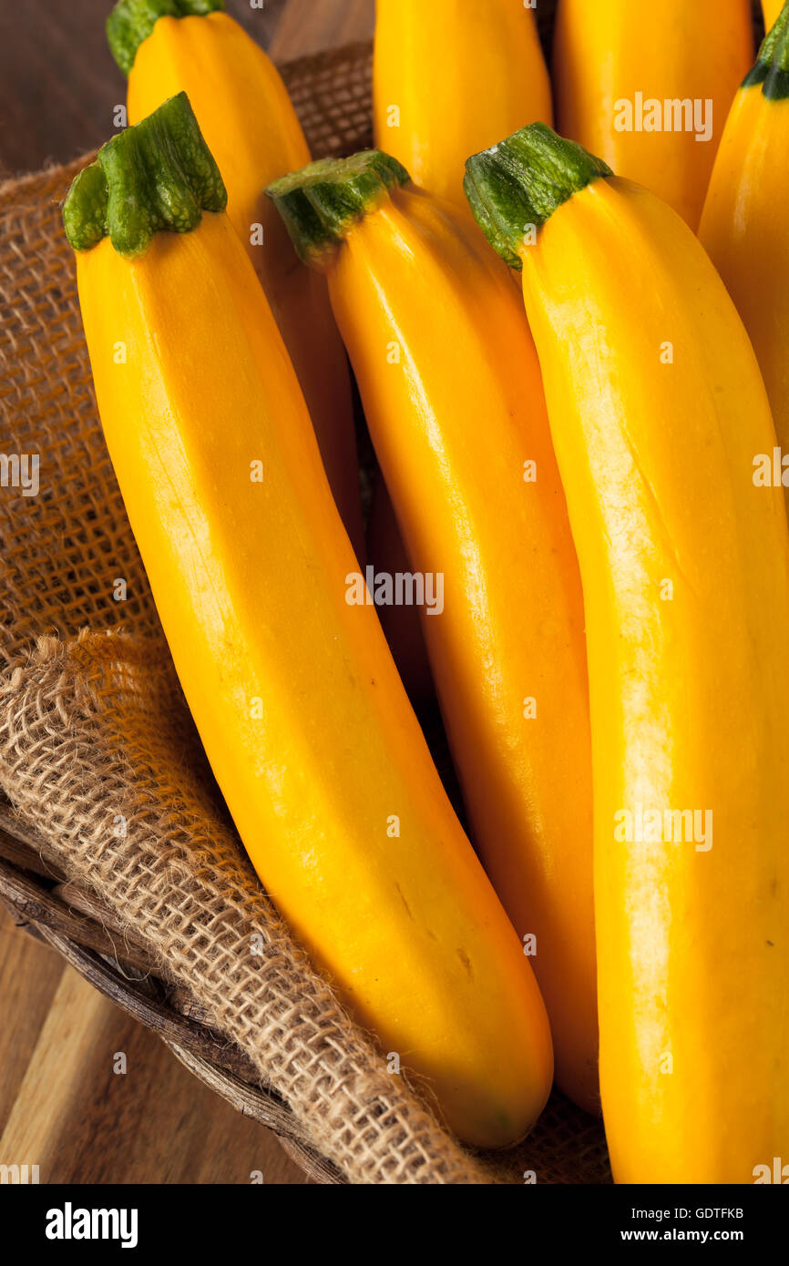 Raw Organic Yellow Zucchini Squash Ready to Cut Up Stock Photo - Alamy
