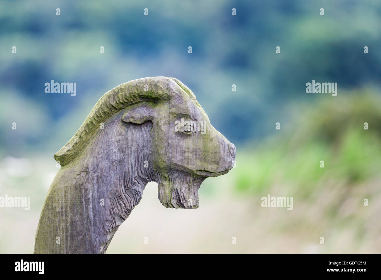 A hand carved wooden sculpture of a wild goat in the Cheviot Hills ...
