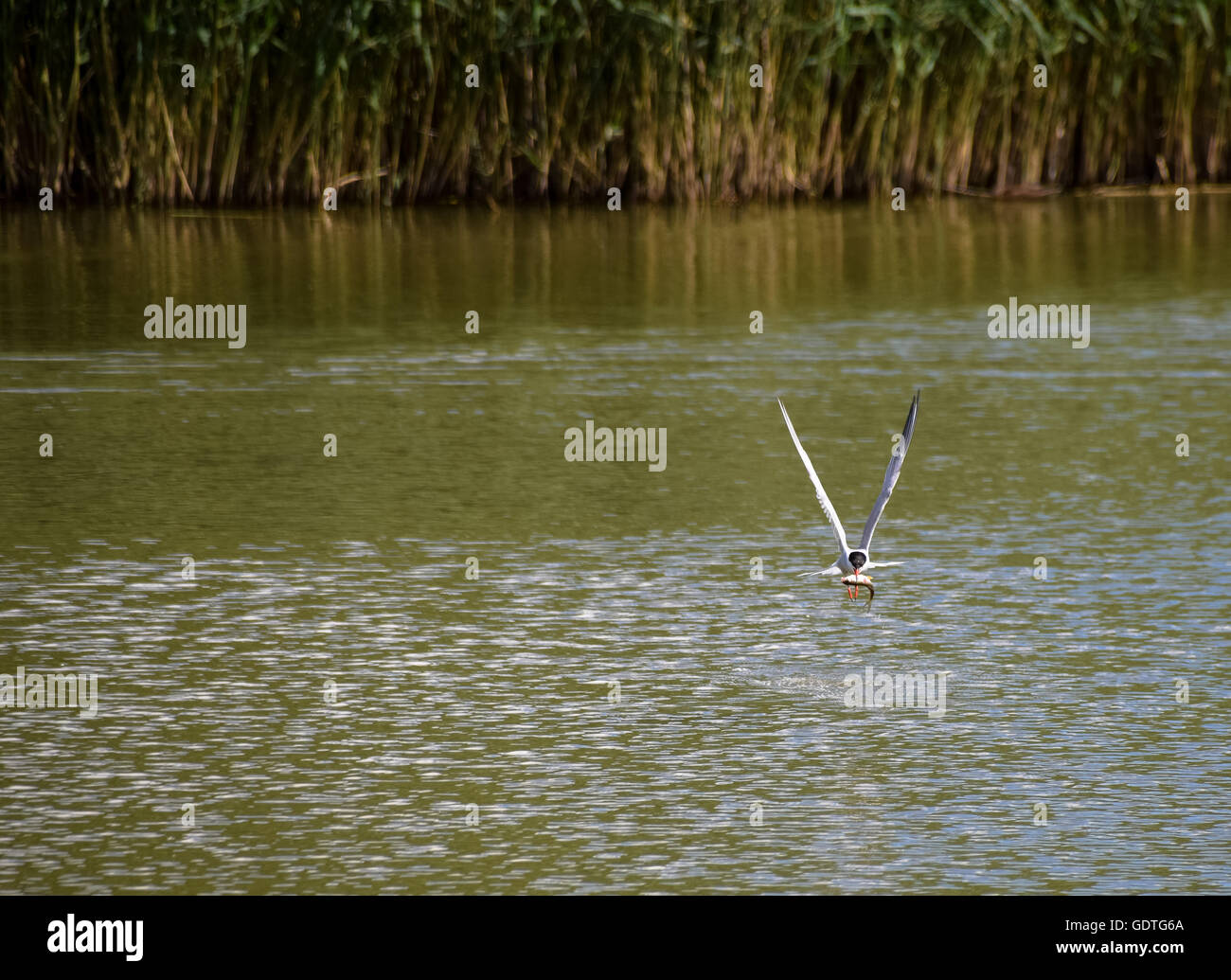 Eastern common tern hi-res stock photography and images - Alamy